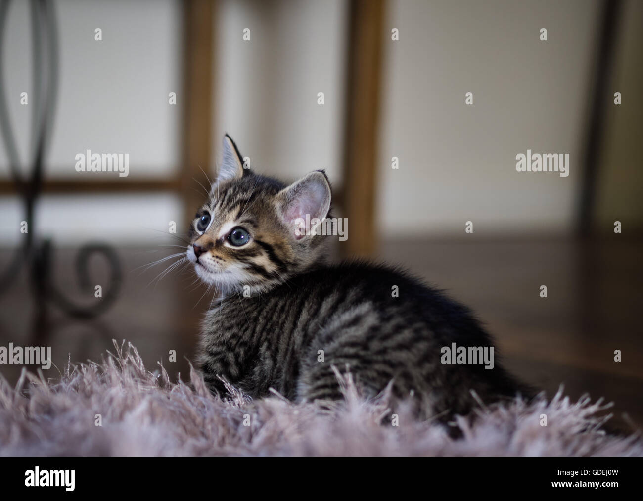 Tabby kitten lying on a rug Stock Photo - Alamy
