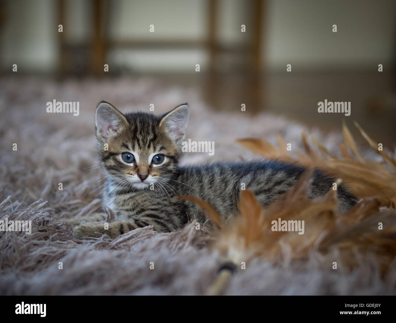 Tabby kitten lying on a rug Stock Photo - Alamy