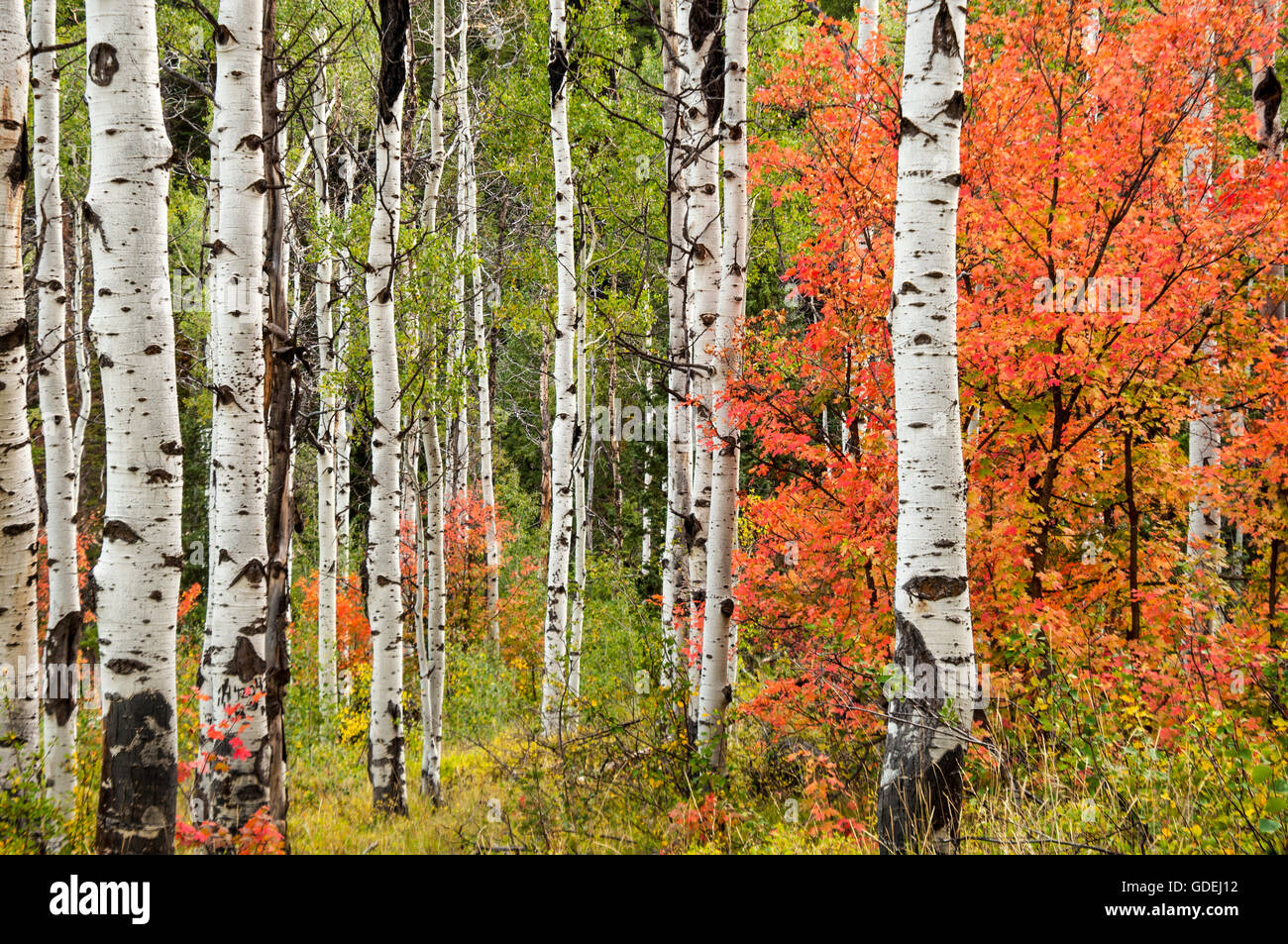 Fall colors of maple and aspen trees in the Wasatch Mountains, Utah ...