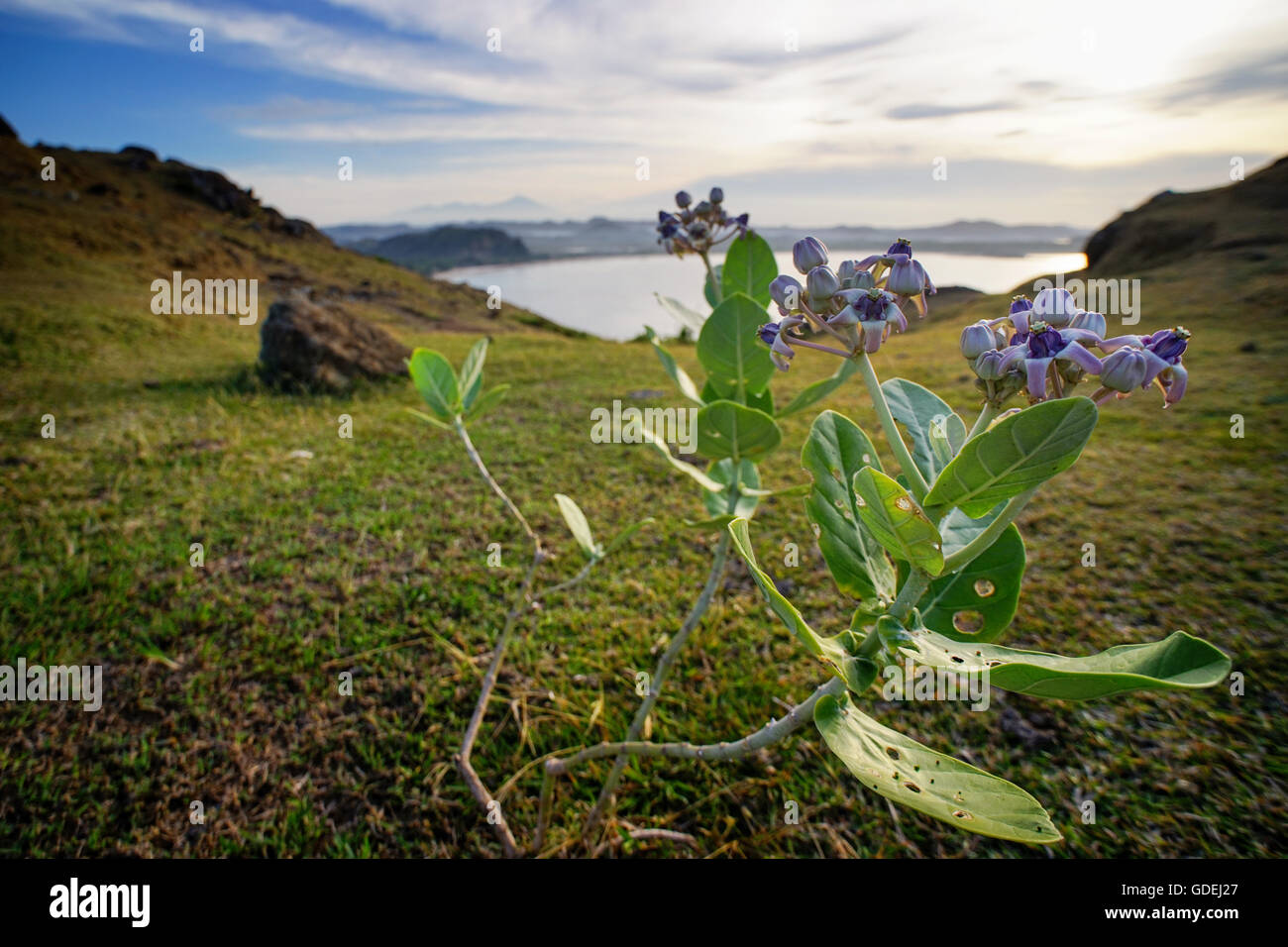 Flower on Mount Rinjani, Lombok, Indonesia Stock Photo - Alamy