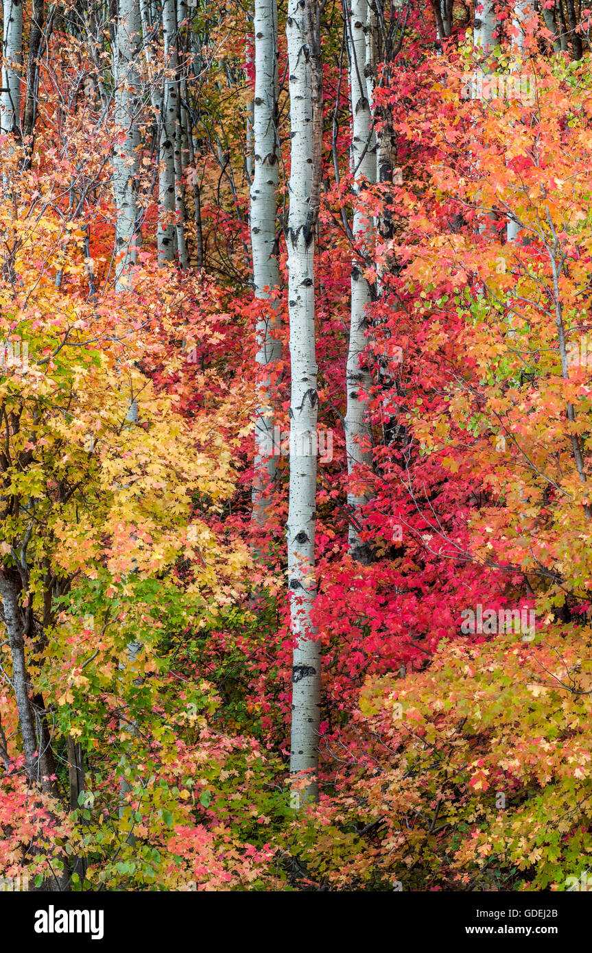 Fall colors of maple and aspen trees in the Wasatch Mountains, Utah ...
