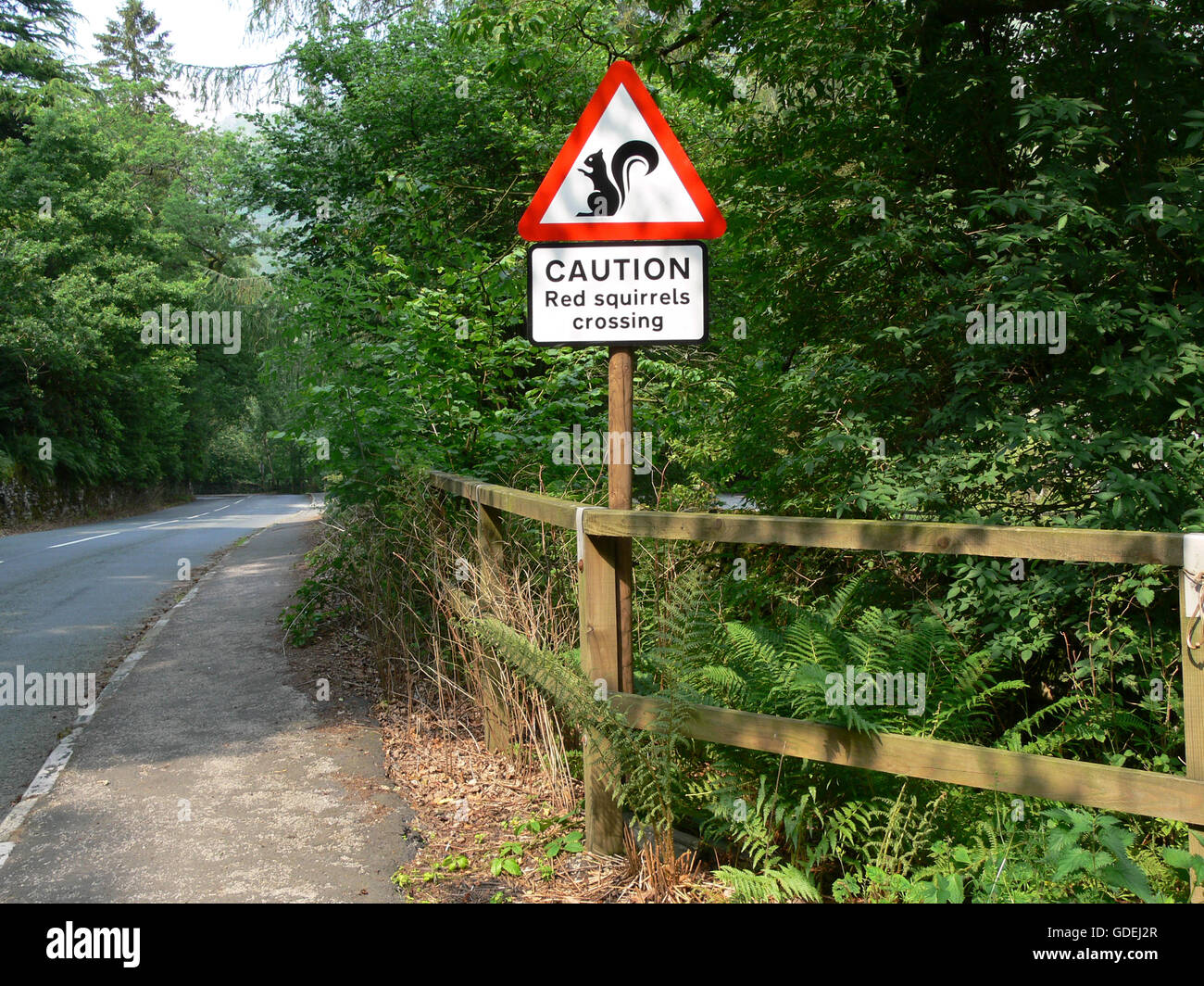 Red squirrels crossing road sign hi-res stock photography and images ...