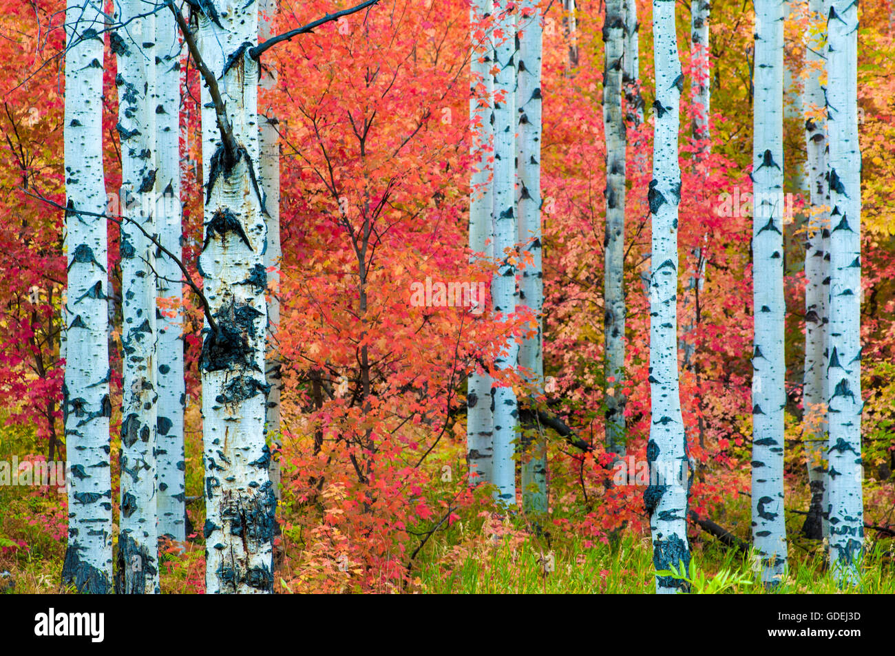 Fall colors of maple and aspen trees in the Wasatch Mountains, Utah ...