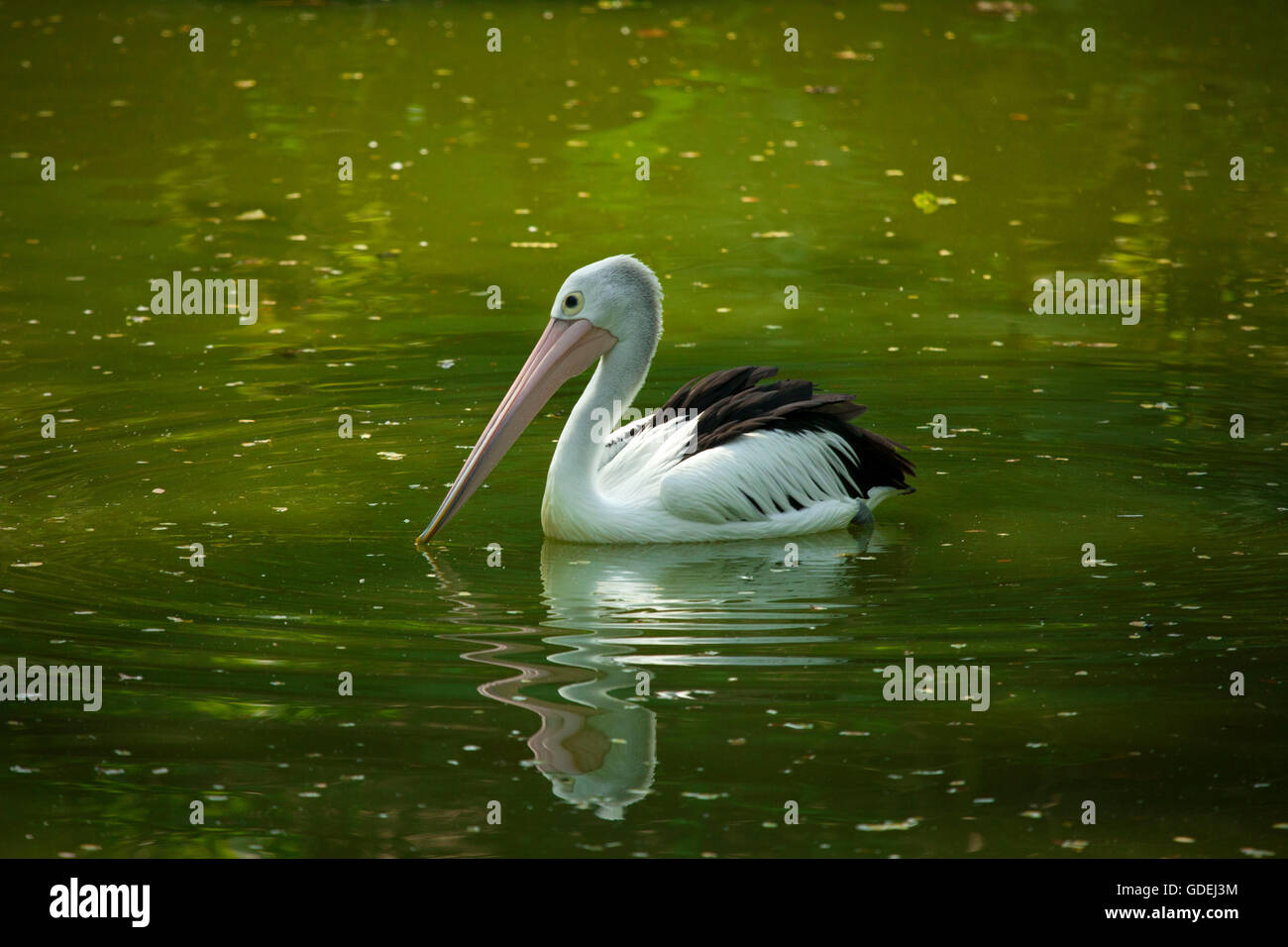 Profile view java hi-res stock photography and images - Alamy