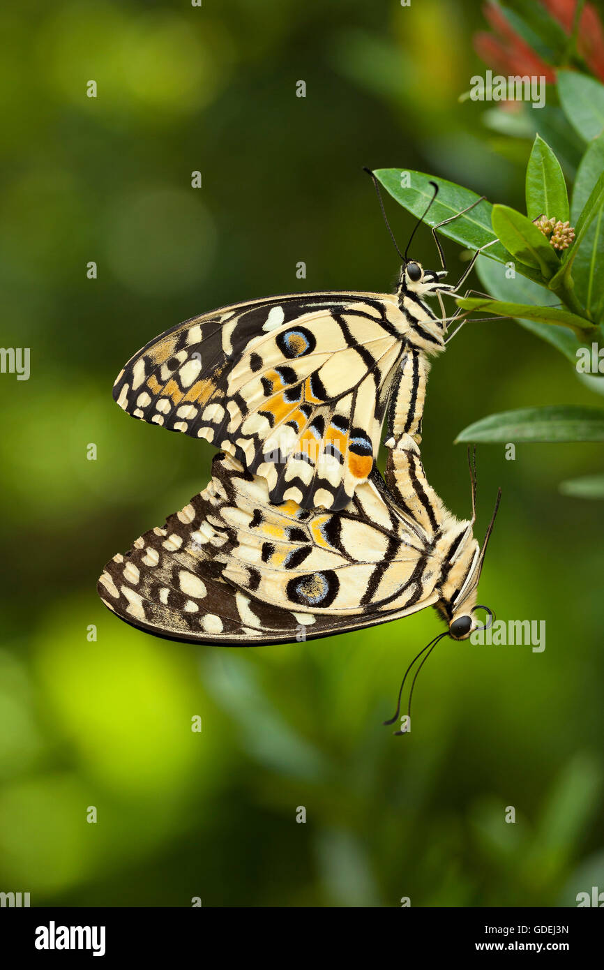 Two butterflies mating, Jember, East Java, Indonesia Stock Photo - Alamy