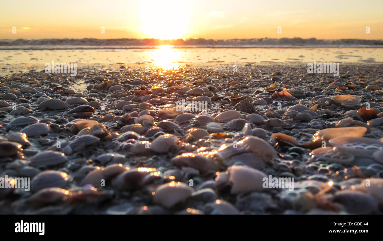 Florida beach shells hi-res stock photography and images - Alamy