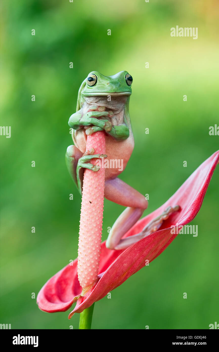 Dumpy tree frog standing on anthurium flower Stock Photo - Alamy