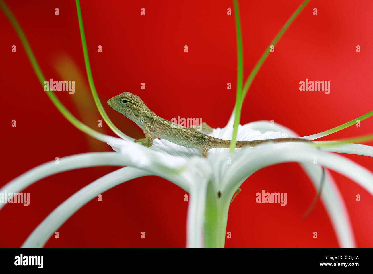 Lizard on plant Stock Photo - Alamy