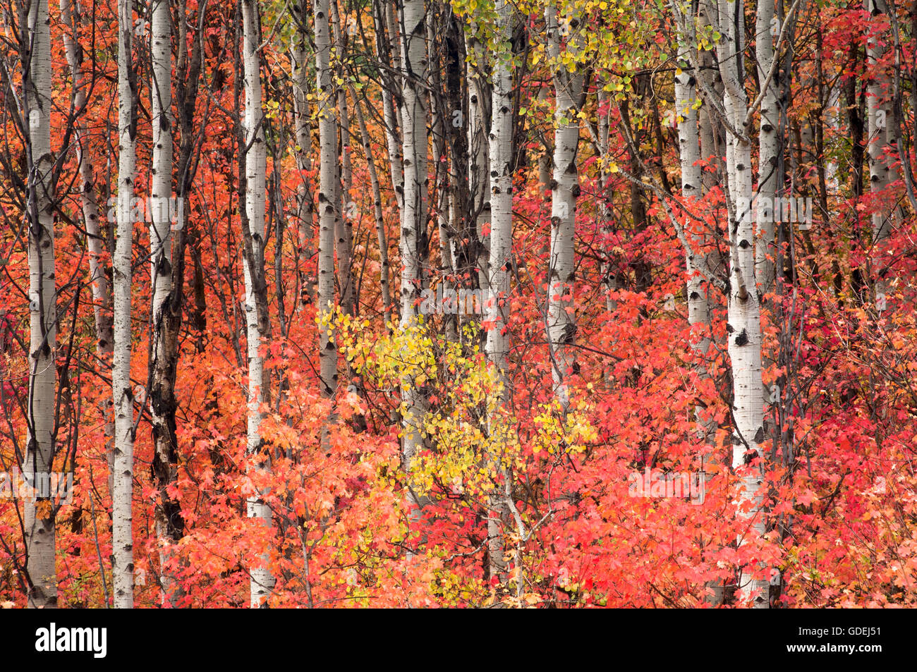 Maple Trees In Wasatch Mountains Stock Photos & Maple Trees In Wasatch ...
