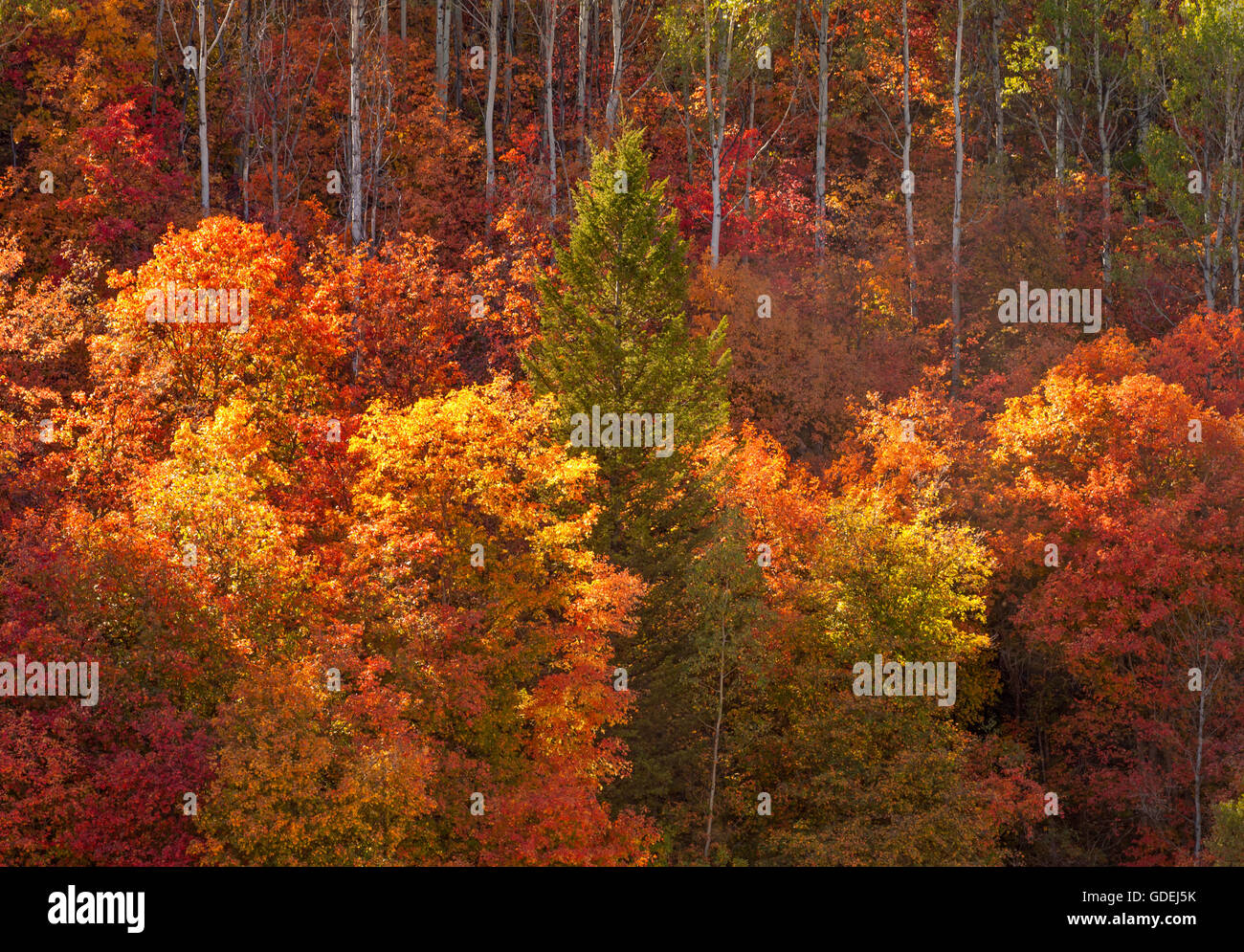 Fall colors of maple and aspen trees in the Wasatch Mountains, Utah ...