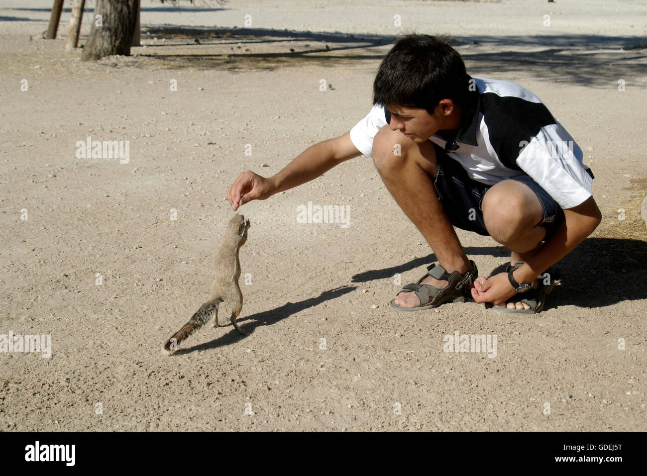 Teenage boy feeding cape ground squirrel, namibia Stock Photo - Alamy