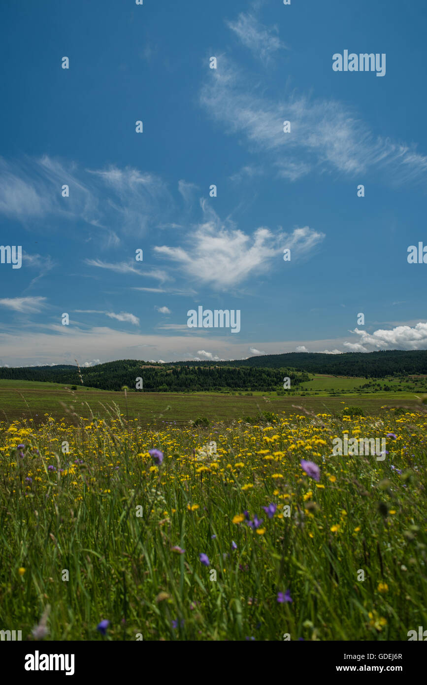 Wild flowers in rural landscape Stock Photo - Alamy