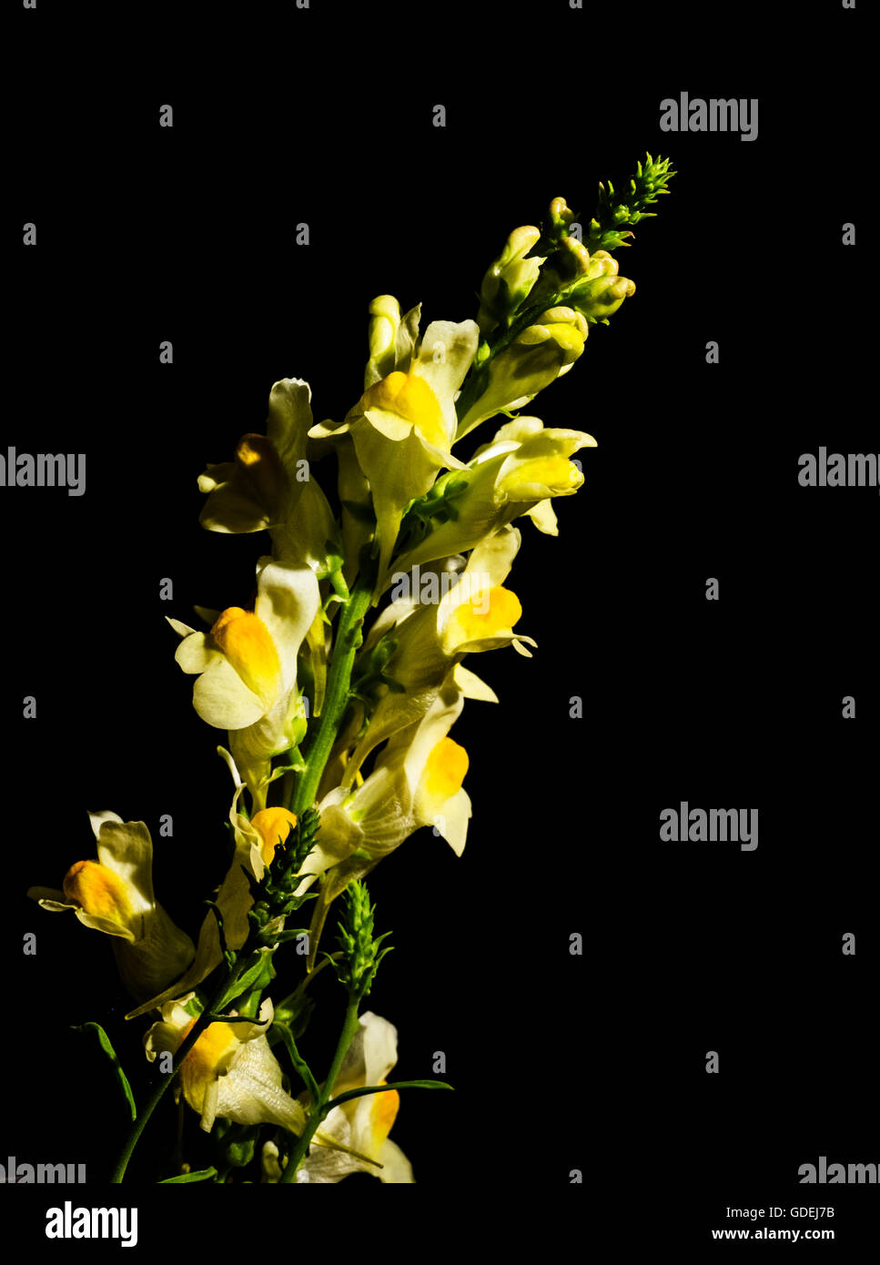 Linaria flower against black background Stock Photo - Alamy