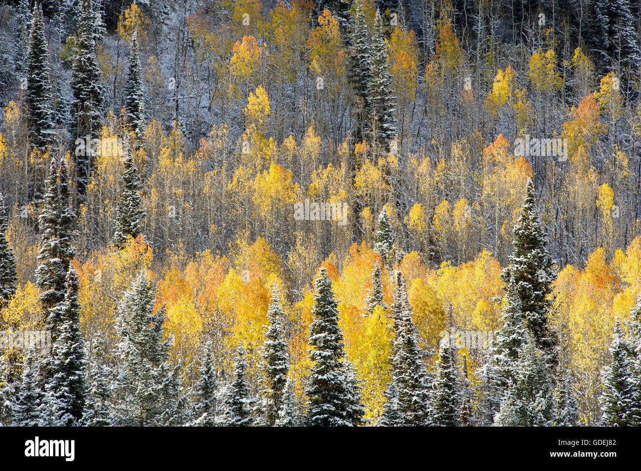 Light snow covering the fall colored aspen trees in the mountains of ...