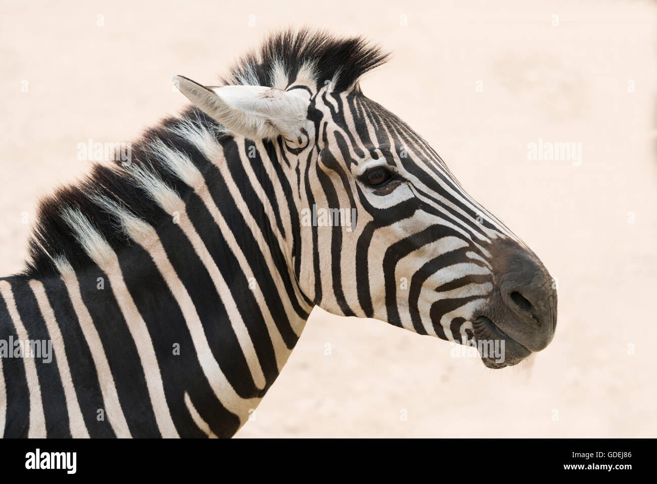 Zebra simple hi-res stock photography and images - Alamy