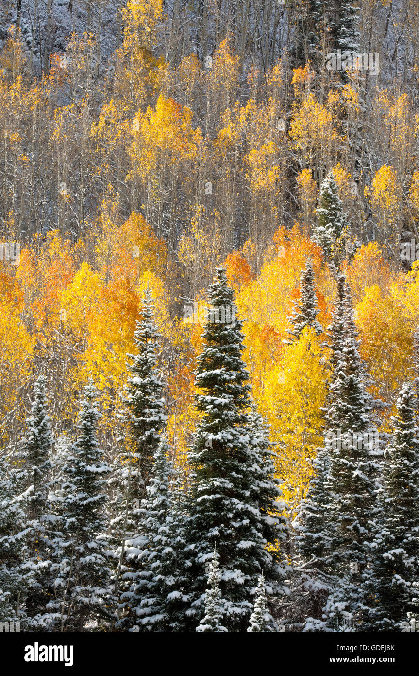 Aspen trees snow hi-res stock photography and images - Alamy