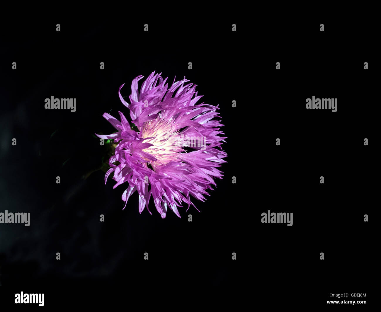 Purple cornflower hi-res stock photography and images - Alamy