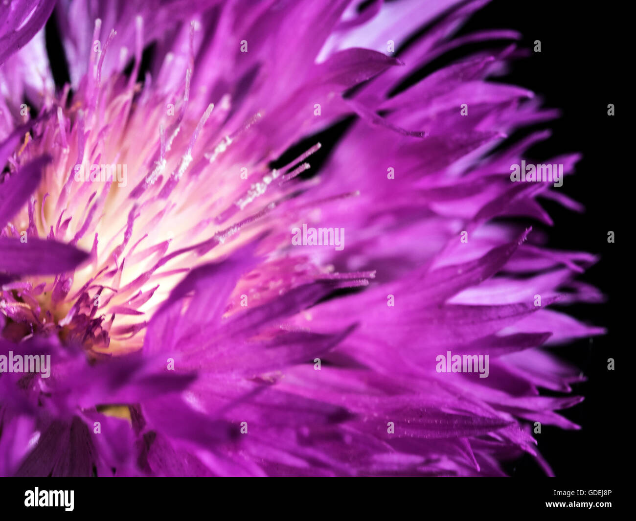 Purple cornflower hi-res stock photography and images - Alamy