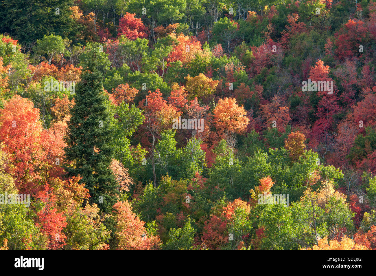 Fall colors of maple and aspen trees in the Wasatch Mountains, Utah ...