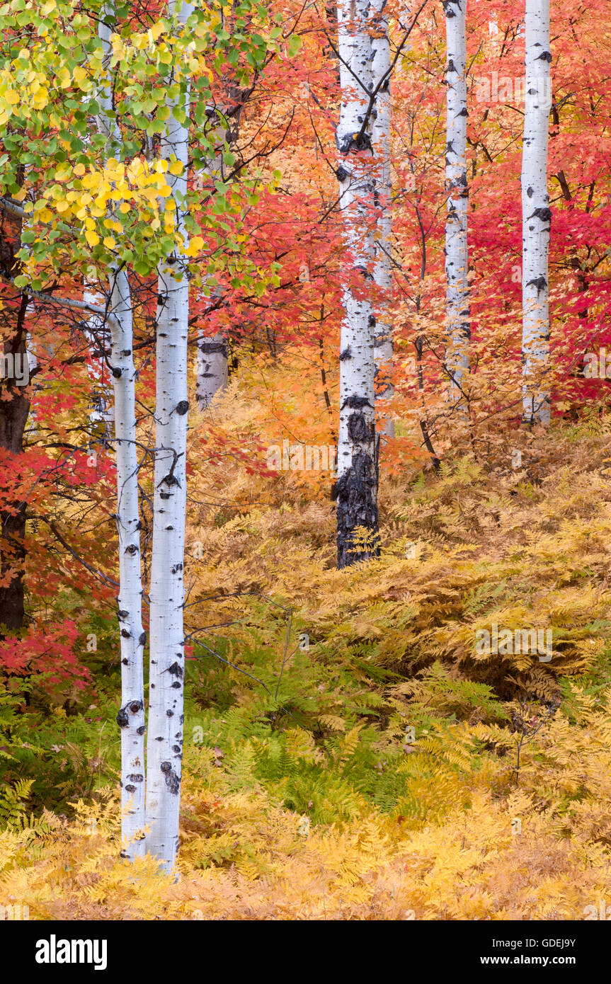 Fall colors of maple and aspen trees in the Wasatch Mountains, Utah ...