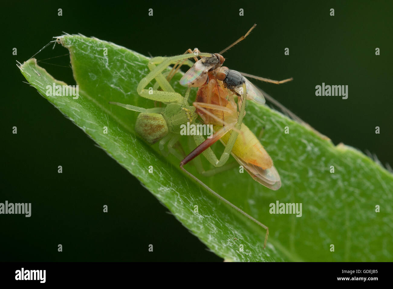 Kissing bug feeding hi-res stock photography and images - Alamy
