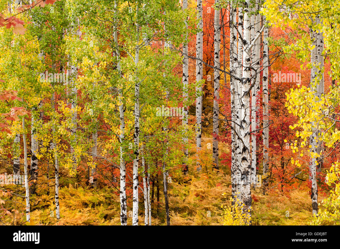 Fall colors of maple and aspen trees in the Wasatch Mountains, Utah ...