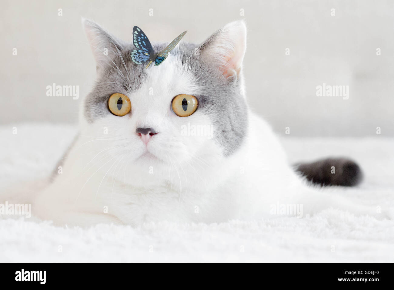 Cat with butterfly Stock Photo - Alamy