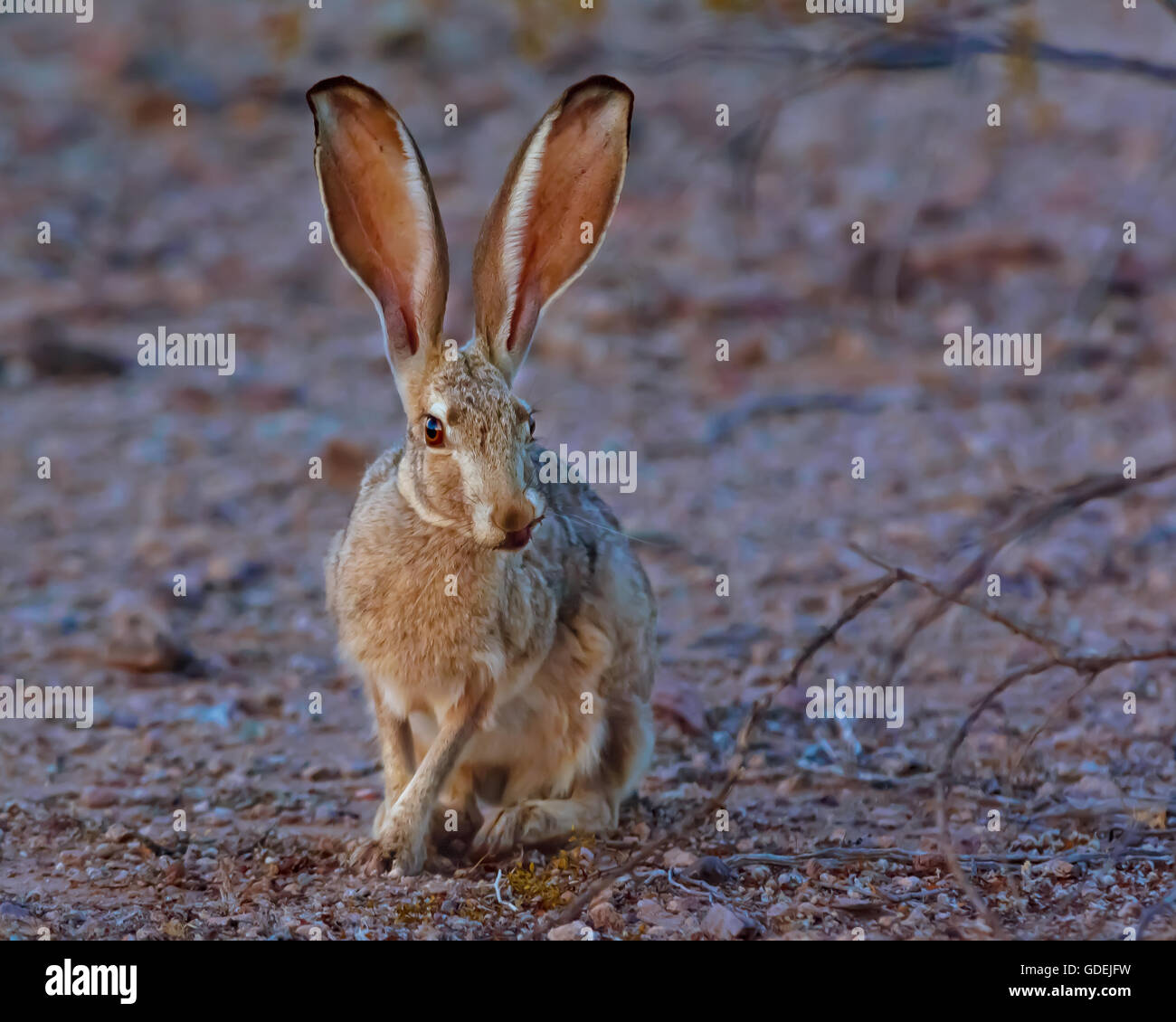 Arizona jackrabbit hi-res stock photography and images - Alamy