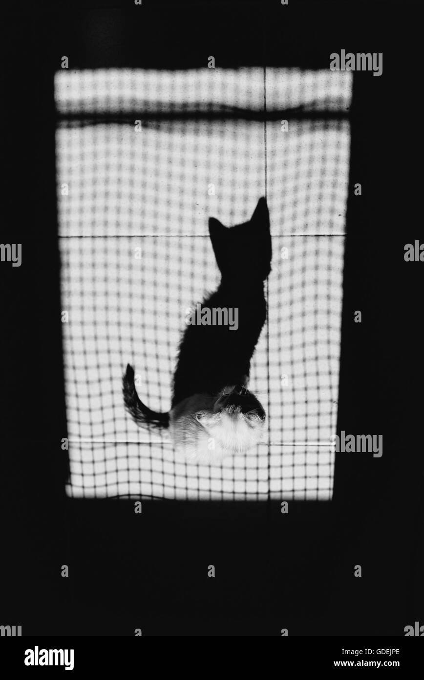 Cat and it's shadow Stock Photo - Alamy
