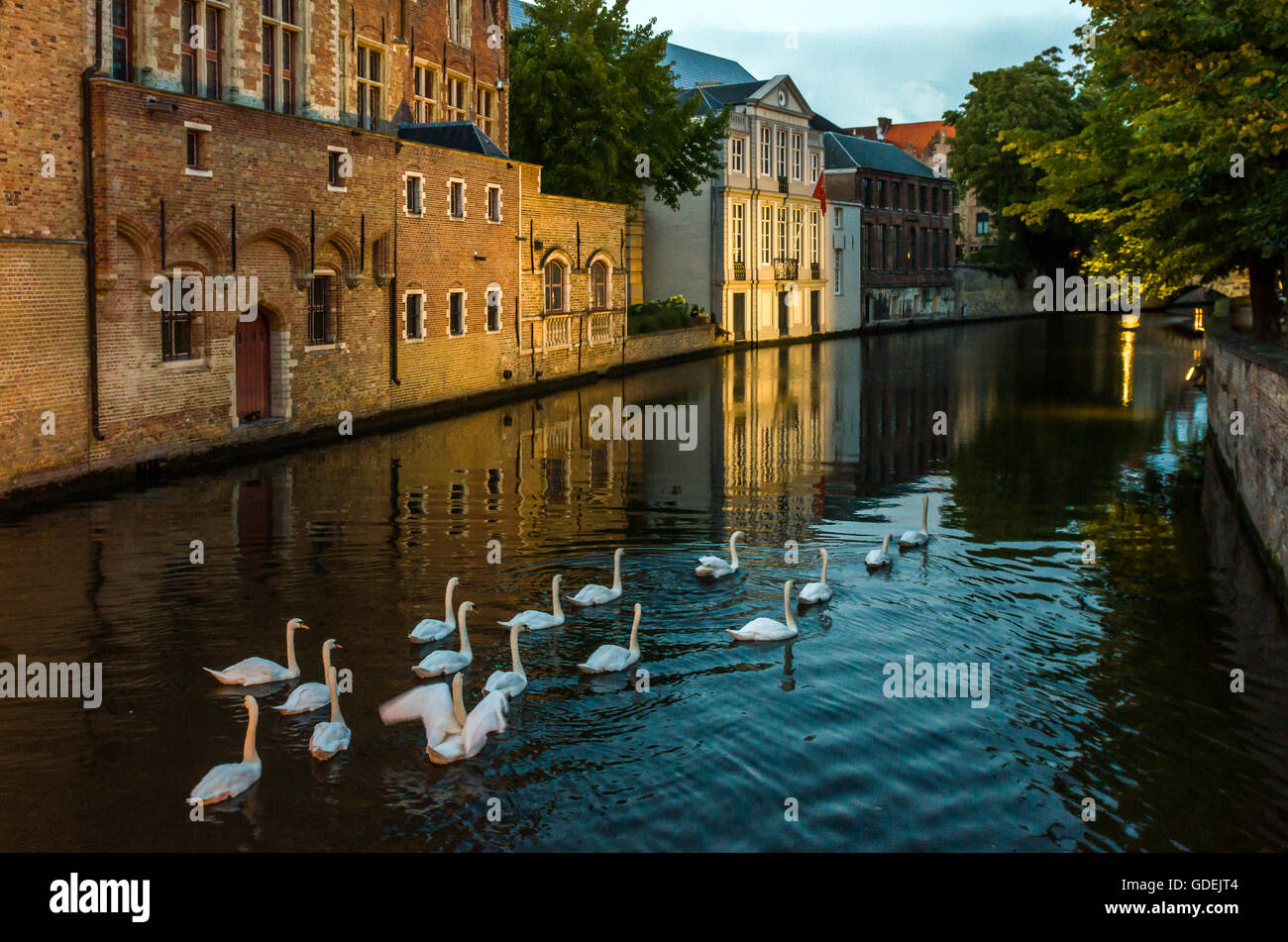 Flock of swans in canal, Bruges, Belgium Stock Photo - Alamy