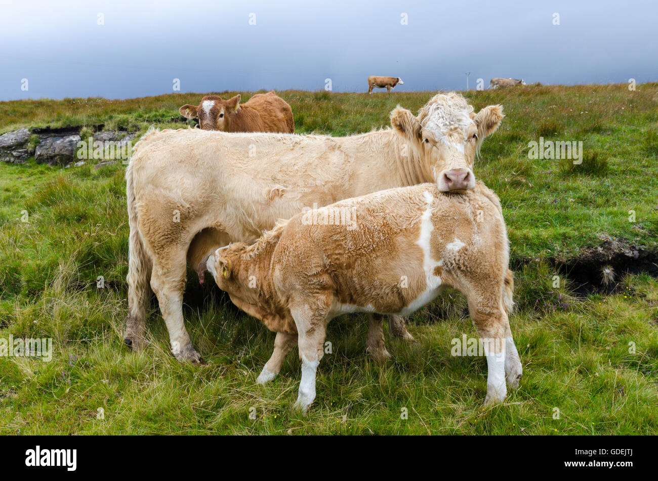 Cows in scotland hi-res stock photography and images - Alamy