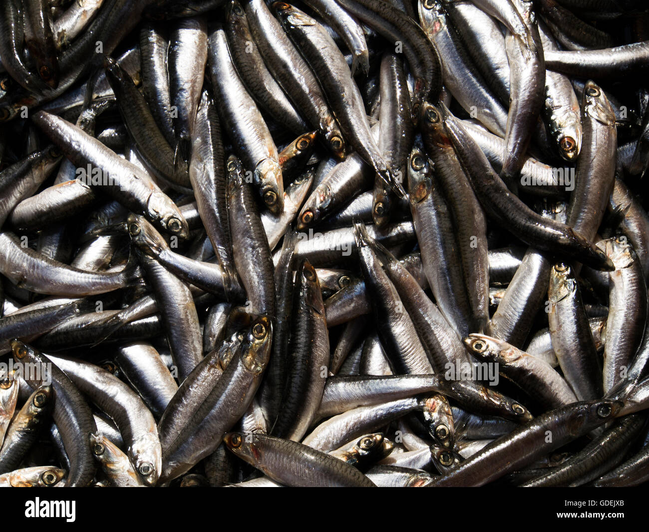 Close-up of sprats fish at market Stock Photo - Alamy