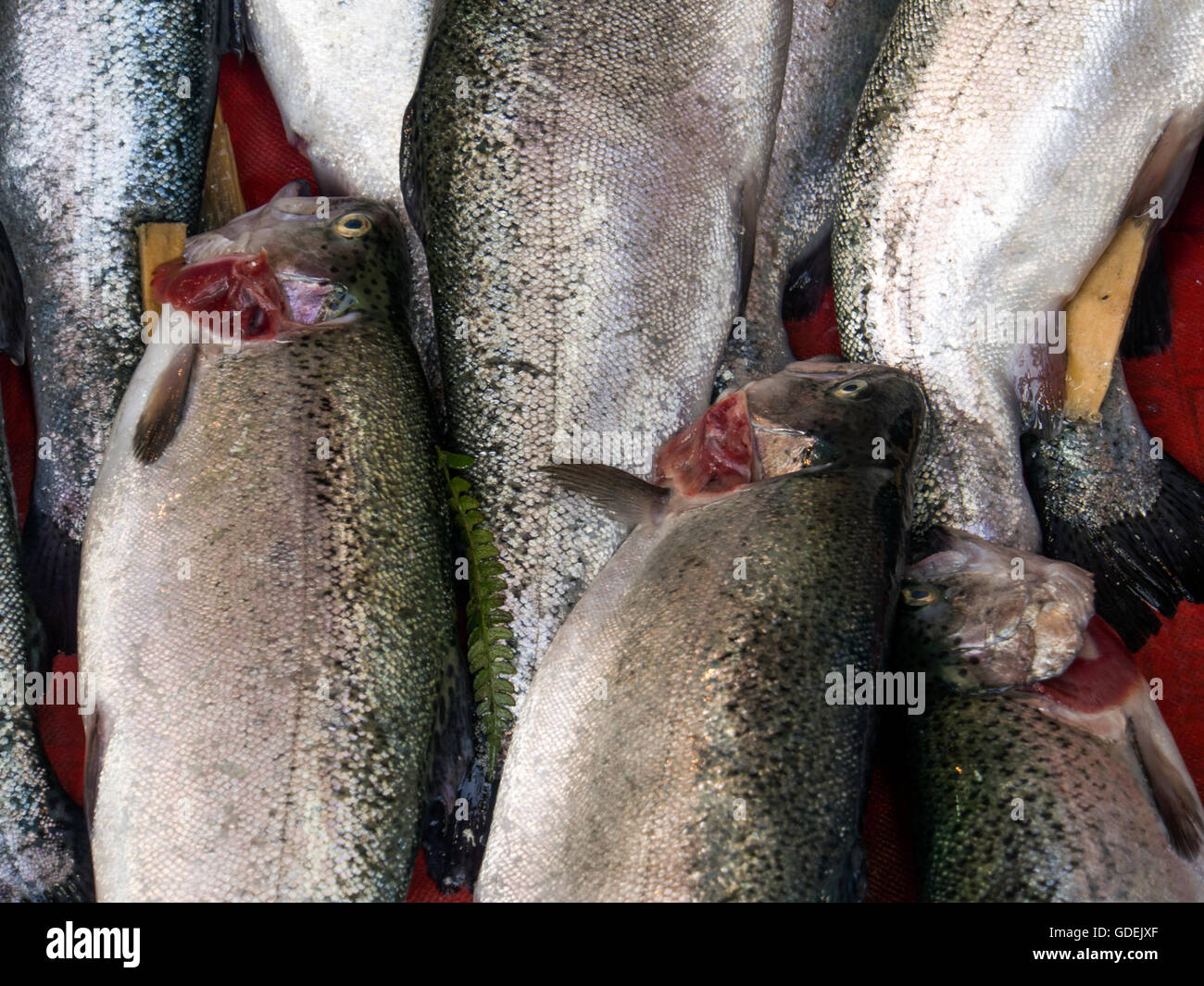 Trout in fish market, istanbul, Turkey Stock Photo - Alamy