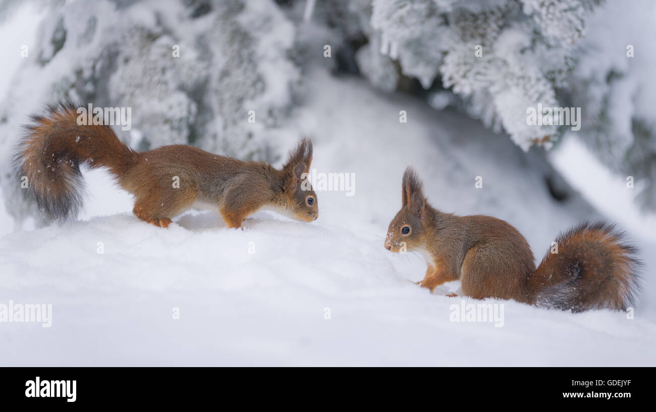 Two squirrels hi-res stock photography and images - Alamy