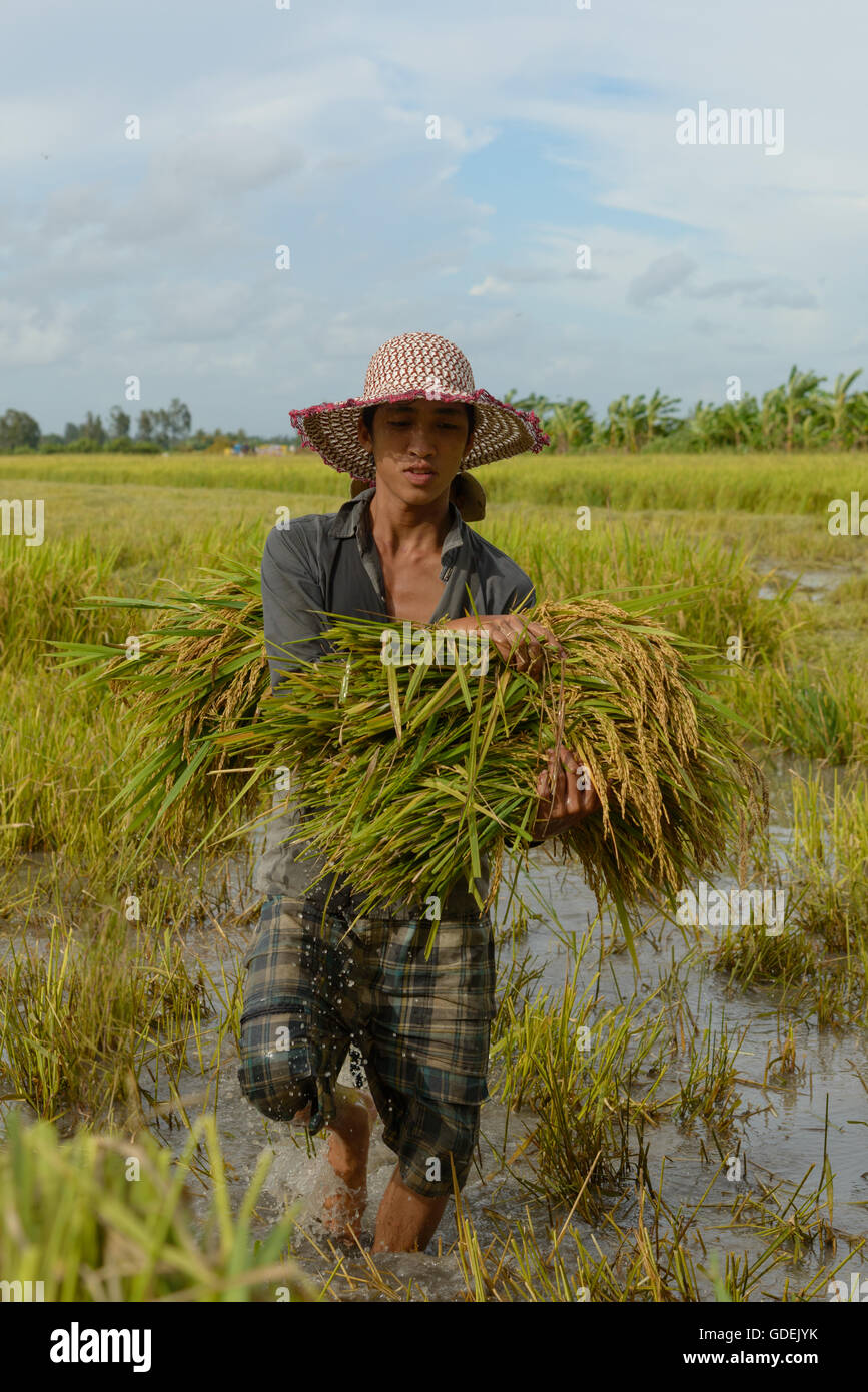 Harvesting Rice High Resolution Stock Photography and Images - Alamy