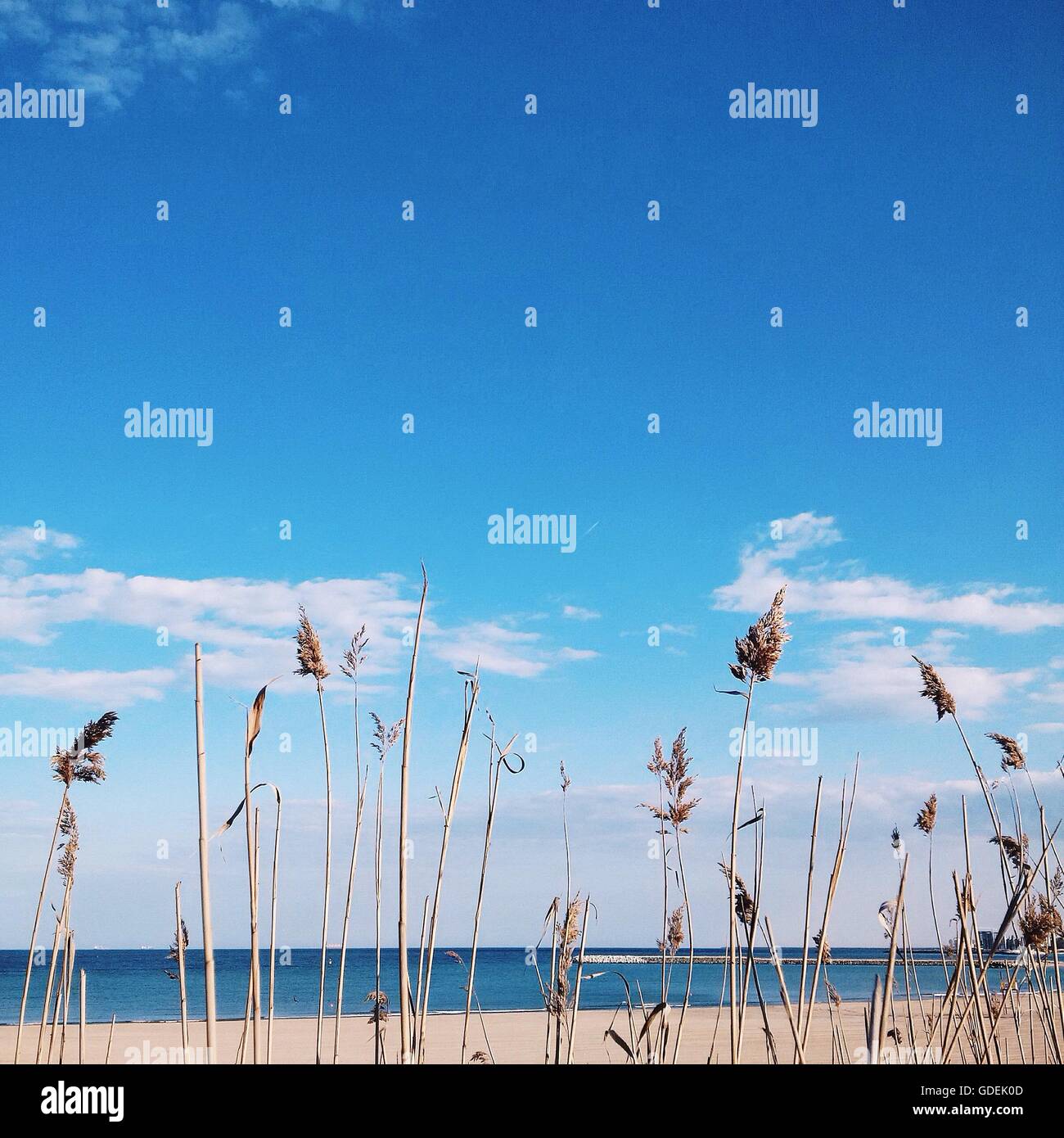 Reeds on the beach, Romania Stock Photo - Alamy