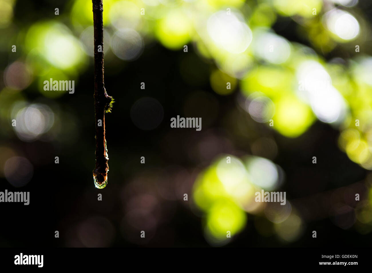 Close-up of water droplet on plant, Navarre, Spain Stock Photo - Alamy