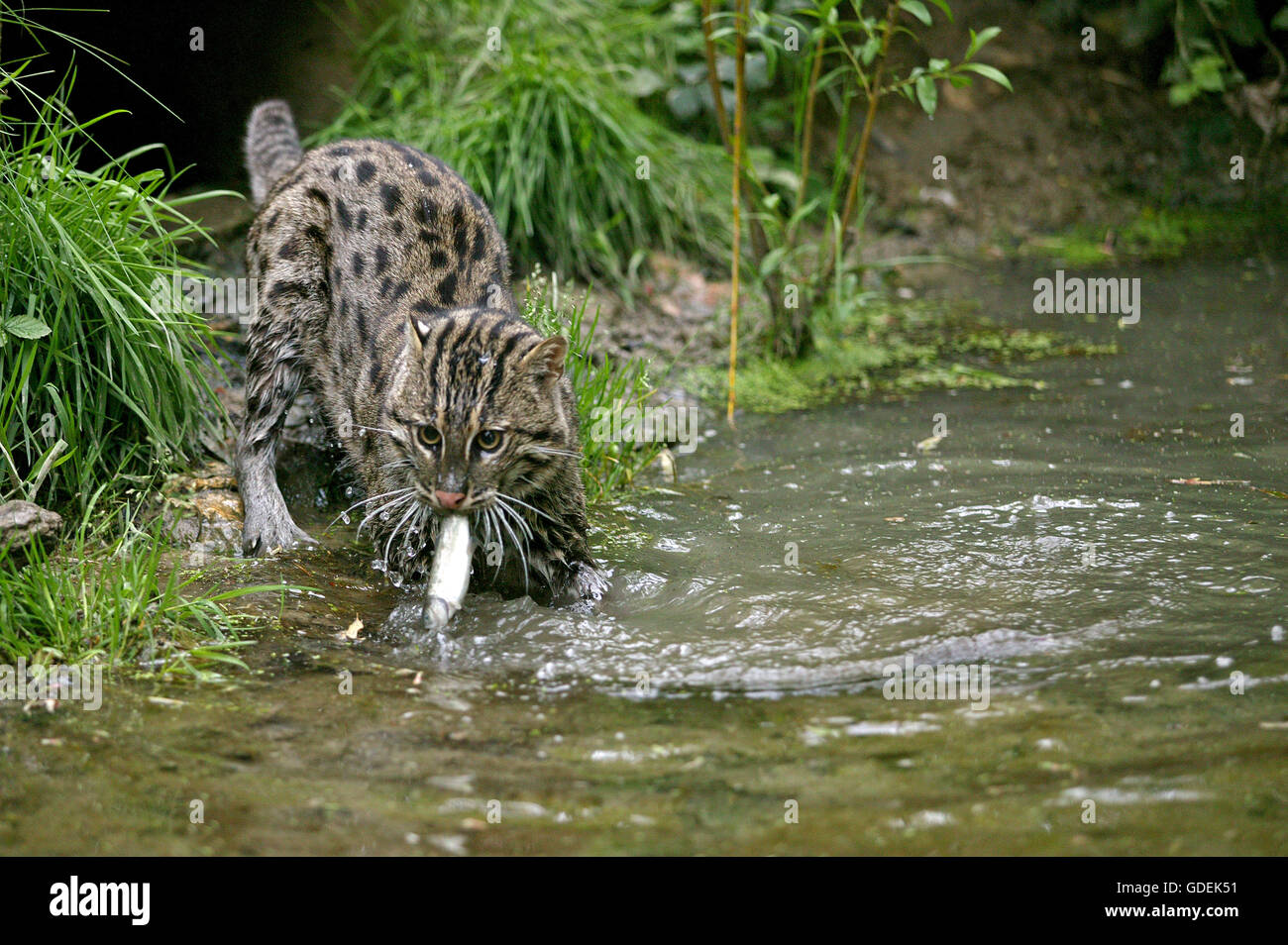 Viverrina hi-res stock photography and images - Alamy