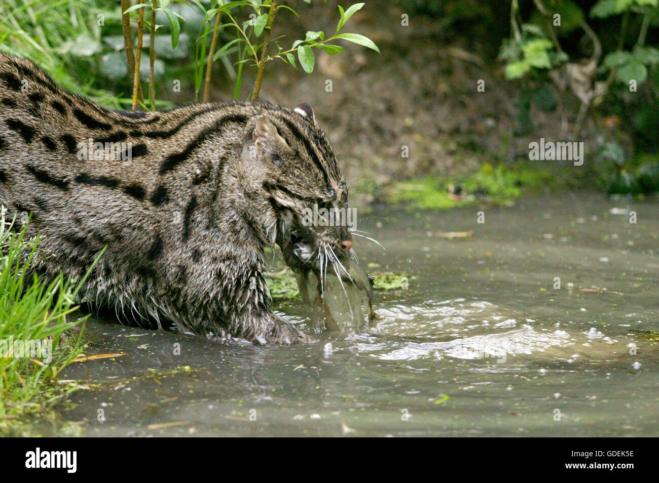 Fishing cat felis viverrina hi-res stock photography and images - Alamy