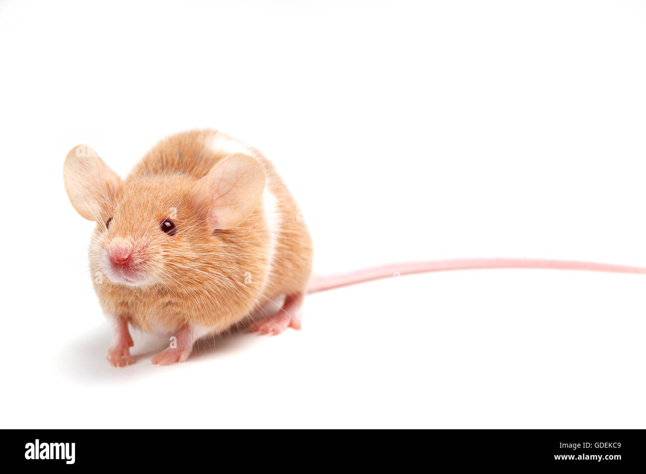 small cute mouse on white Stock Photo - Alamy