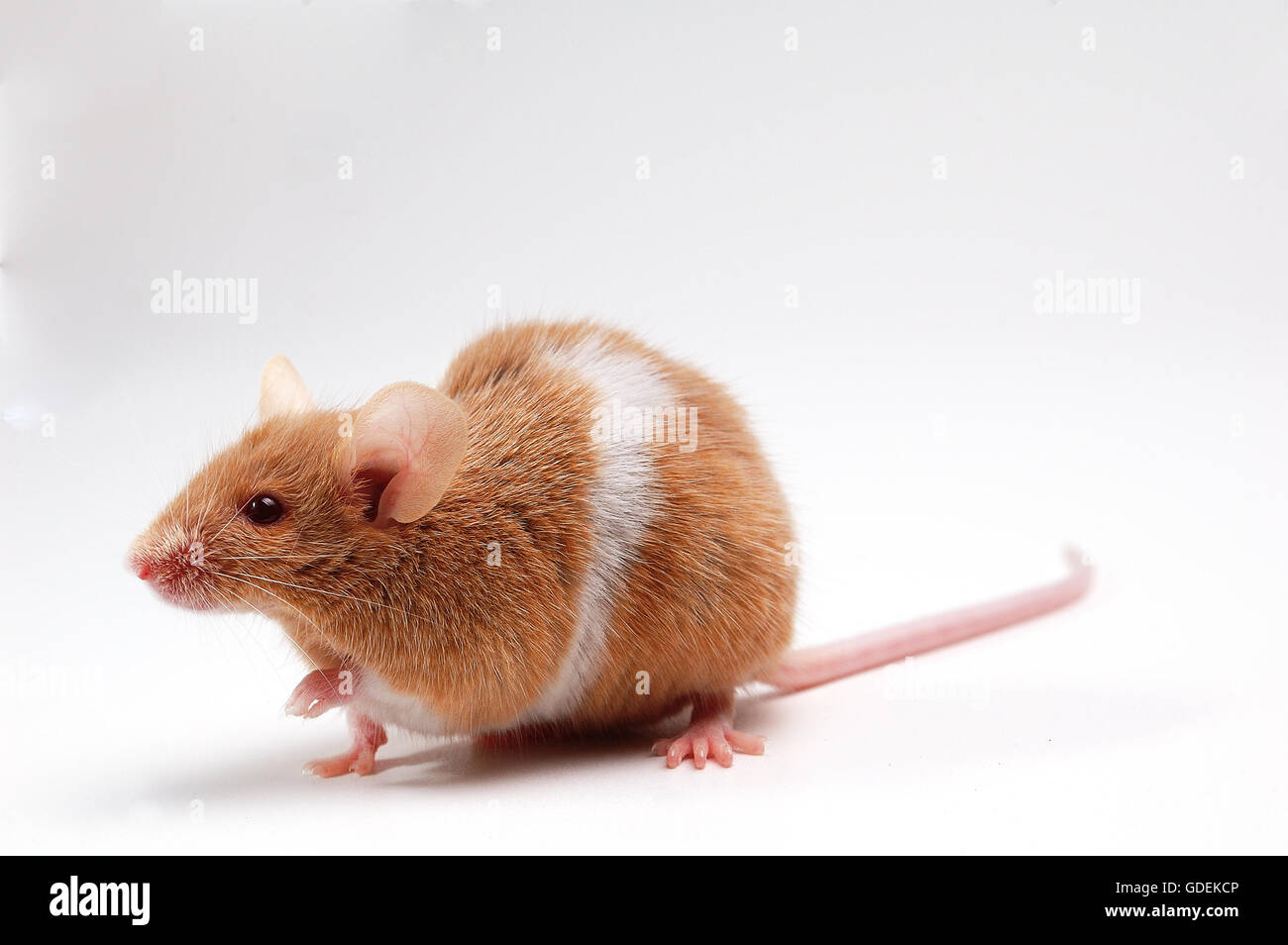 White Mouse Animal