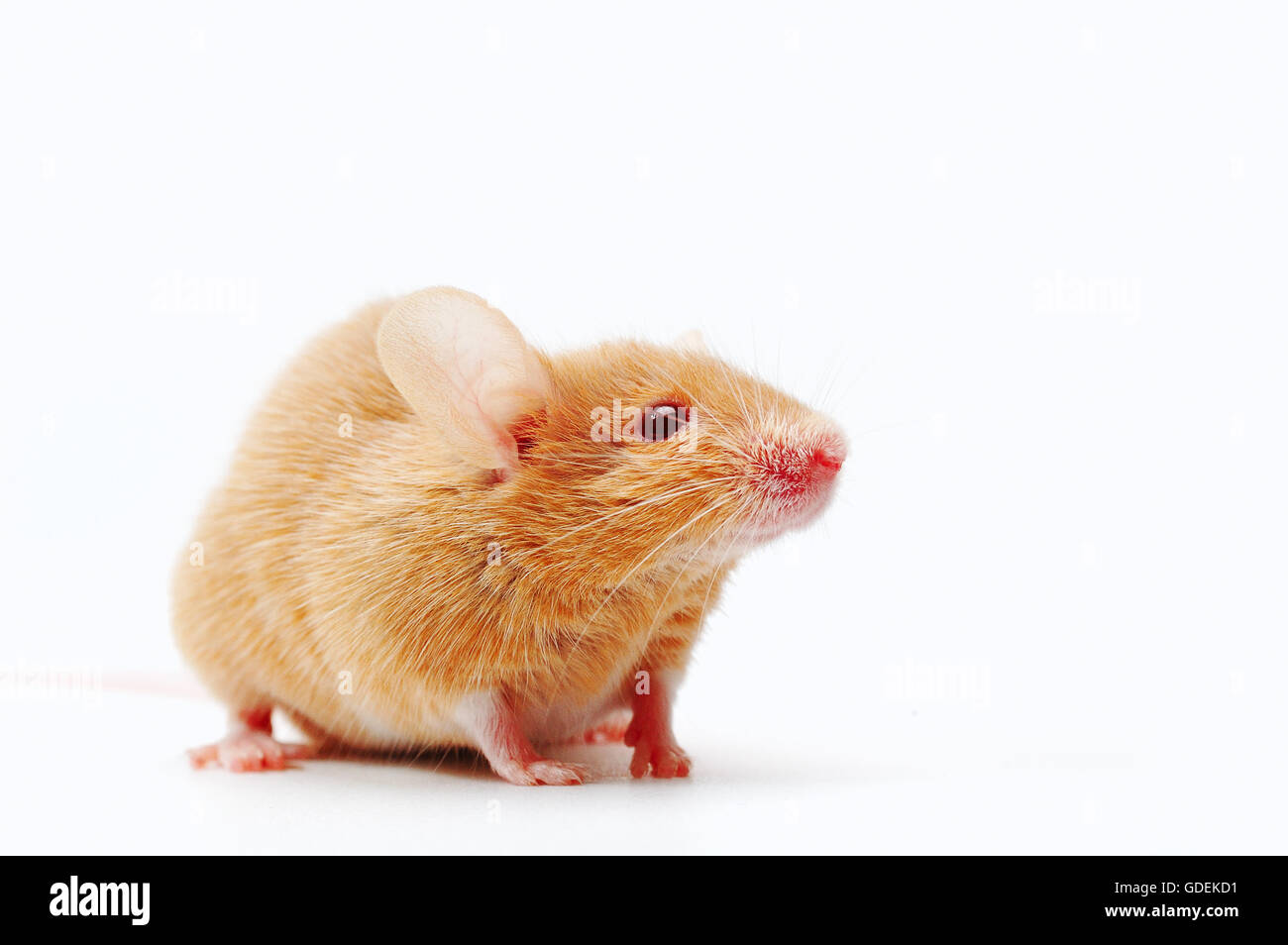 small cute mouse on white Stock Photo - Alamy