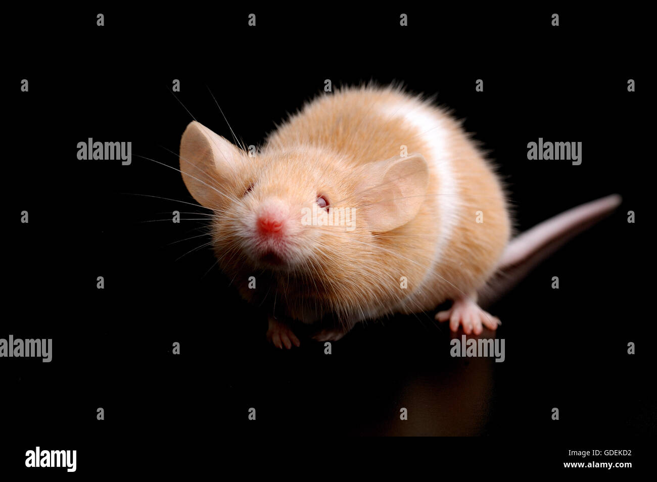 Mouse white black background hi-res stock photography and images - Alamy