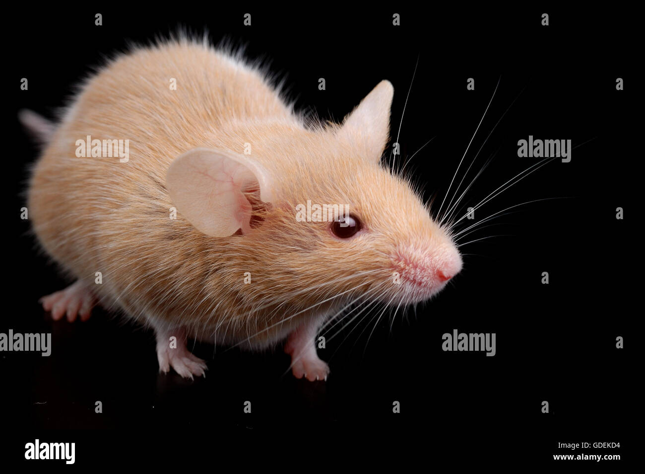 small cute mouse on black background Stock Photo - Alamy