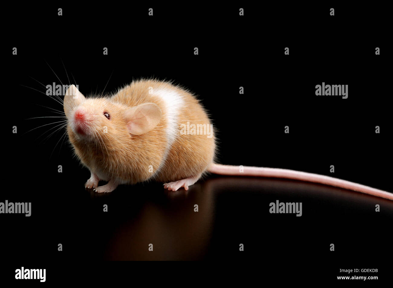 Black and white mouse hi-res stock photography and images - Alamy