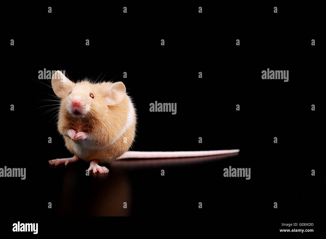 small cute mouse on black background Stock Photo - Alamy