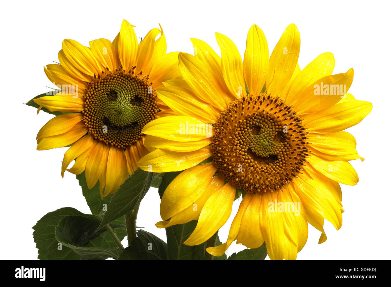two smiling sunflowers Stock Photo - Alamy