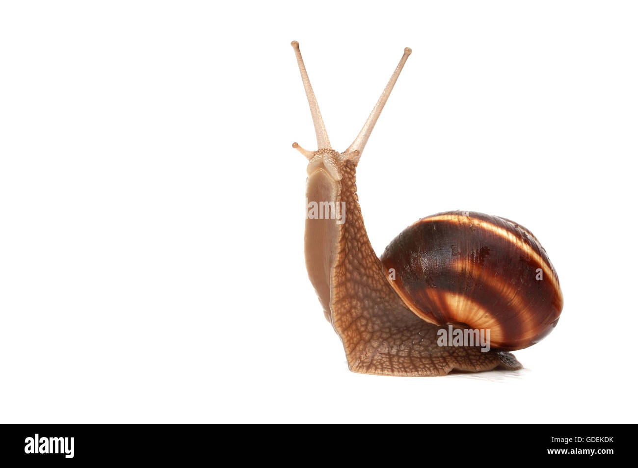funny snail ,isolated on white background Stock Photo - Alamy
