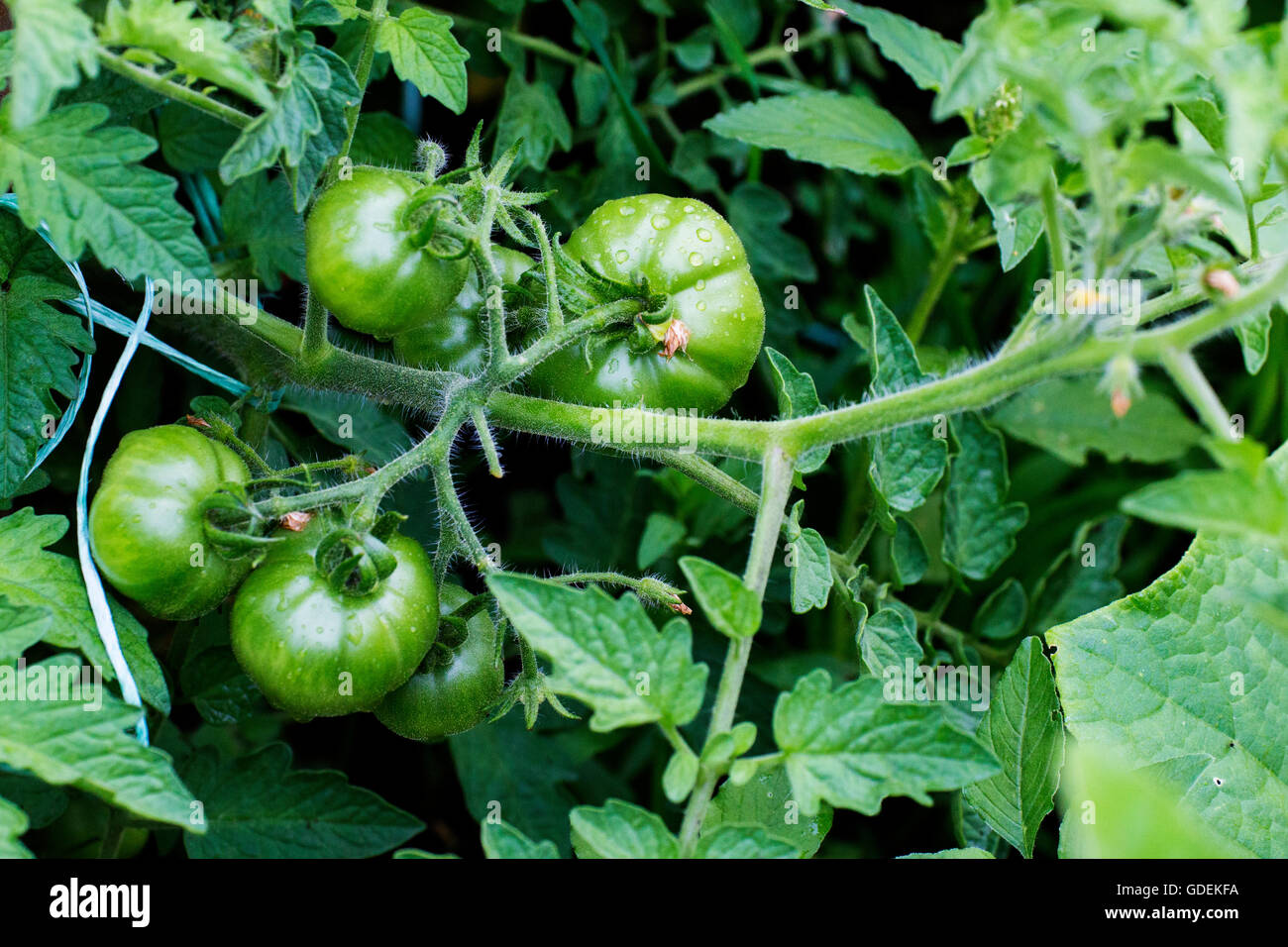 Green Cherry tomatoes on the vine Stock Photo - Alamy