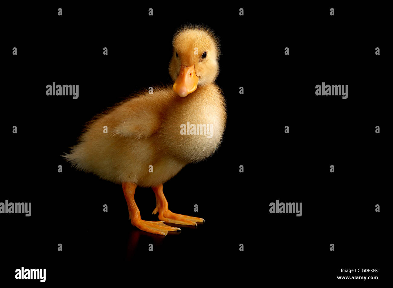 lovely yellow duck on black background Stock Photo - Alamy